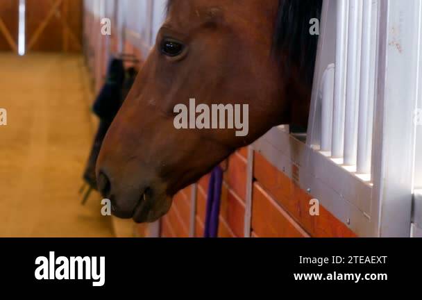 Paddock with the stables of horse farm Stock Videos & Footage - HD and ...