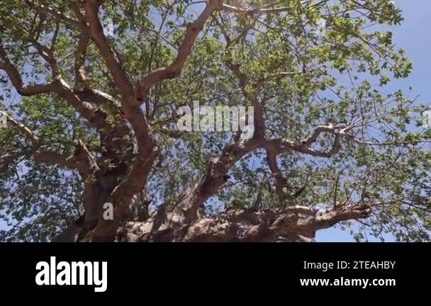Green crown of a large African tree Babobab. The amazing nature of ...