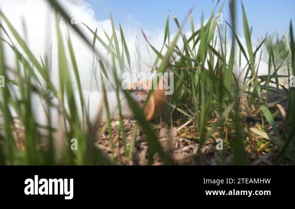 Smoke bomb exploded Stock Videos & Footage - HD and 4K Video Clips - Alamy