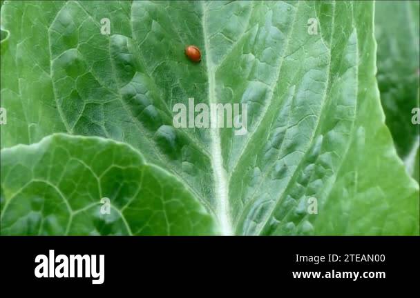 Little red ladybug walking around the green vegetable leaf in an ...