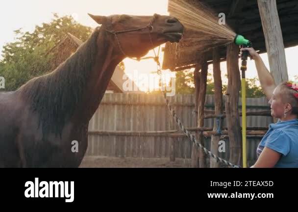 horse care. young woman is washing a horse, using a spray hose , at ...