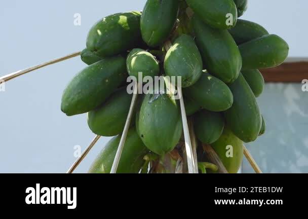 Papaya pawpaw tropical fruit tree Stock Videos & Footage - HD and 4K ...