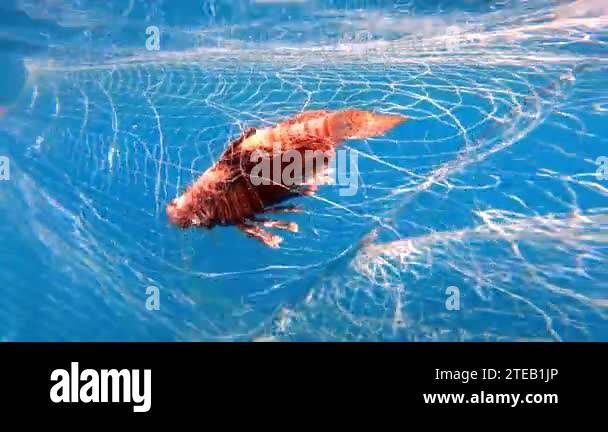 4K.Caught fish in the net hanging from the boat under the sea ...