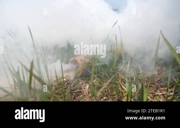 Military smoke bomb lying on grassy land and smoking with dense and ...