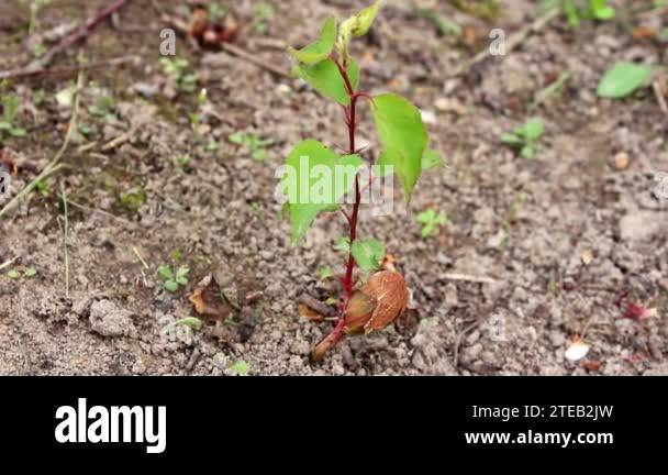 Young apricot tree growing from the kernel. Growing apricot shoot ...