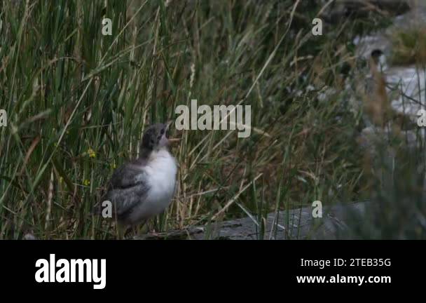 Baby bird of Common Tern.The Common Tern (Sterna hirundo) is a seabird ...