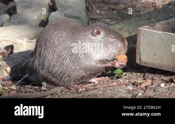 Funny nutria eats piece of fresh carrot near wooden feeder in captivity ...