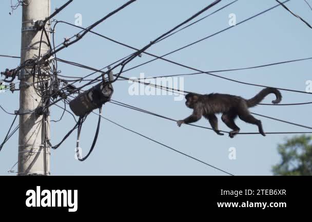 Monkey balances perfectly at one electric wire while it moves towards a ...