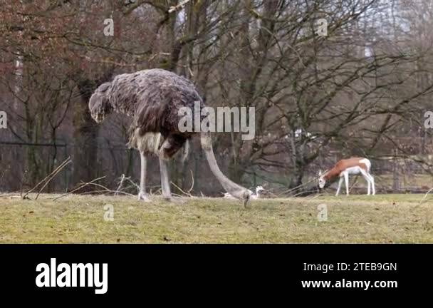 The common ostrich, Struthio camelus, or simply ostrich, is a species ...