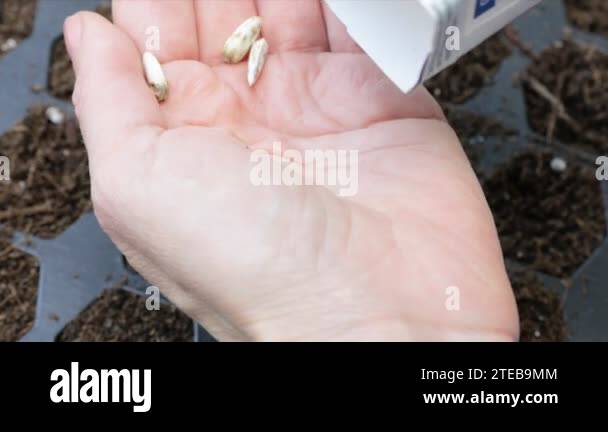 Hand packet pouring seeds Stock Videos & Footage - HD and 4K Video ...
