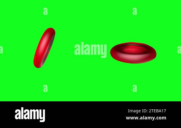 Red blood cells erythrocytes 3d model on a green background animation ...