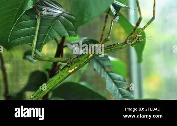 Large green Indonesian beetle the Phasmatoptera cyphocraniu gigas from ...