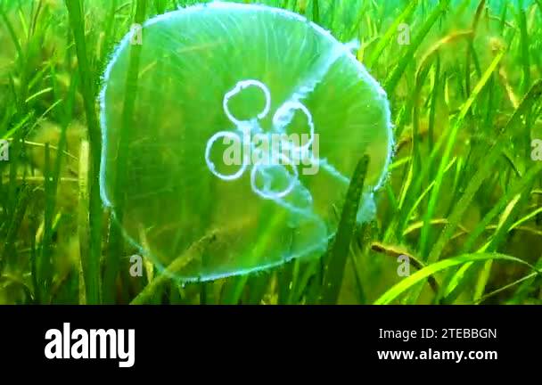 Common jellyfish, moon jellyfish (Aurelia aurita) swims over algae in ...