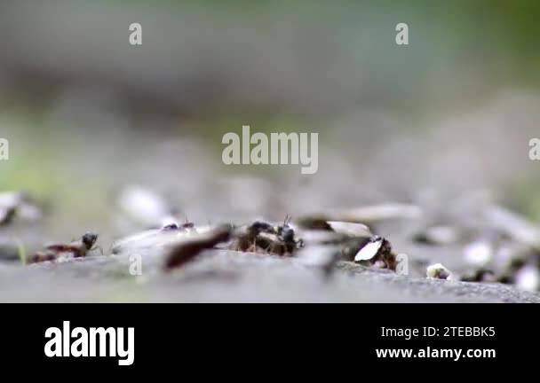 Ant wedding flight with flying ants like new ant queens and male ant ...