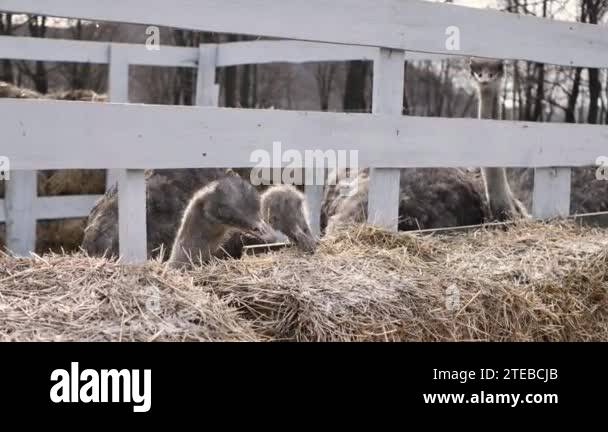 Giant eyelashes Stock Videos & Footage - HD and 4K Video Clips - Alamy
