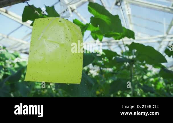 Sticky board trap Stock Videos & Footage - HD and 4K Video Clips - Alamy