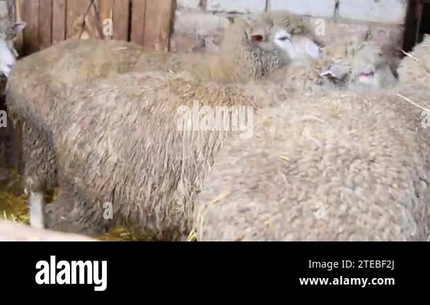 A home farm for the production of wool. Livestock. The ranch. Animal ...