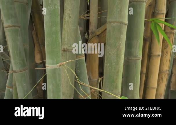Bamboo, bamboo plants are evergreen perennial flowering plants ...