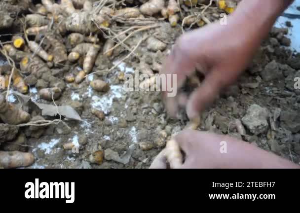 A farmer processing turmeric roots post harvest. Turmeric is a common ...