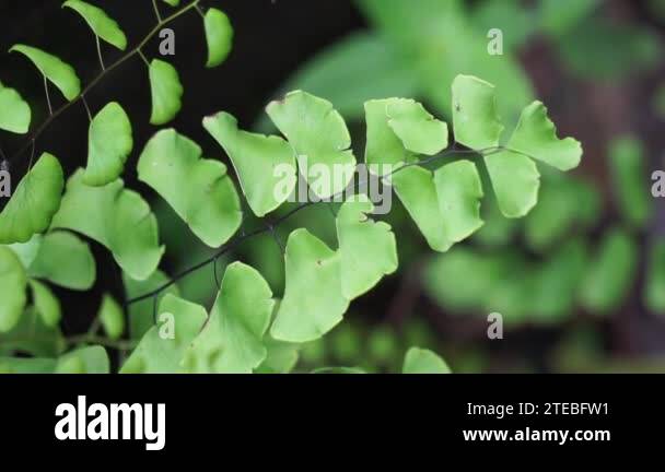Adiantum raddianum (also called suplir kelor, Delta maidenhair fern ...