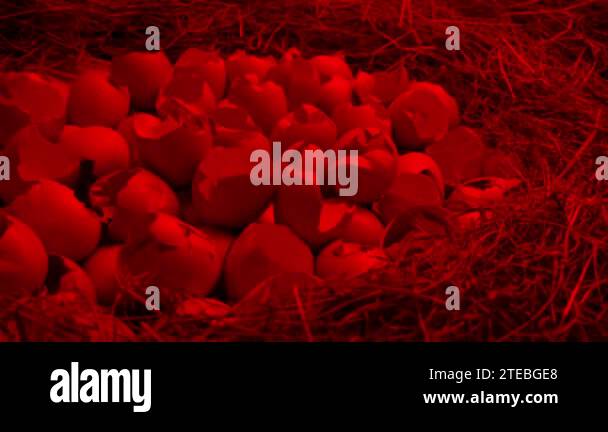 Red nest box Stock Videos & Footage - HD and 4K Video Clips - Alamy