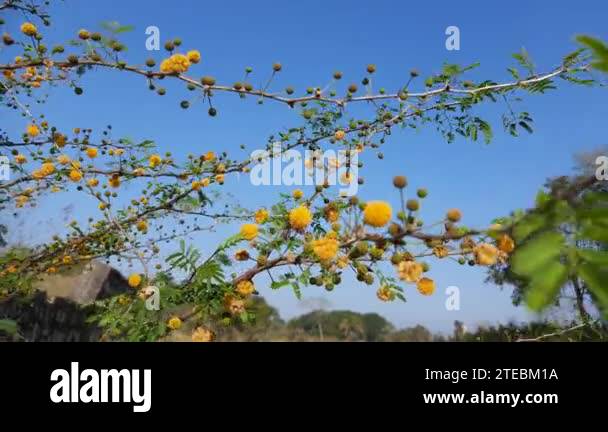 Babul tree Stock Videos & Footage - HD and 4K Video Clips - Alamy