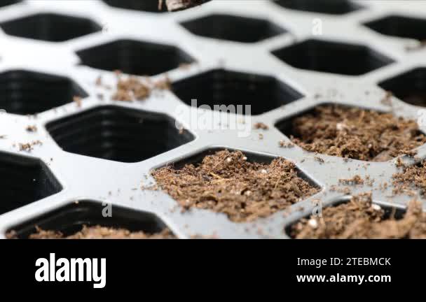 Soil seed tray Stock Videos & Footage - HD and 4K Video Clips - Alamy
