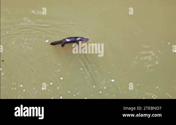 The iconic Australian platypus, ornithorhynchus anatinus, with its bill ...