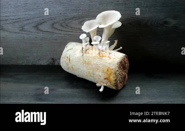 Mycelium block Stock Videos & Footage - HD and 4K Video Clips - Alamy