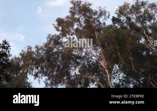 Gum tree, Eucalyptus is a genus of over seven hundred species of ...