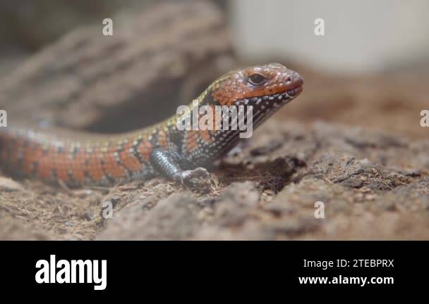 Black and red skink Stock Videos & Footage - HD and 4K Video Clips - Alamy