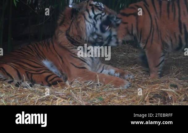 Tiger tigers family Stock Videos & Footage - HD and 4K Video Clips - Alamy
