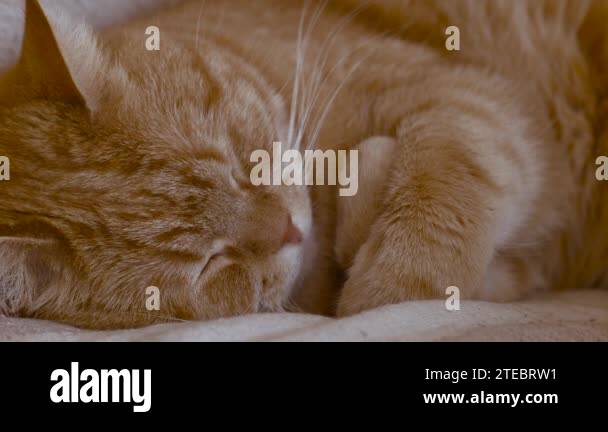 Folded legs Stock Videos & Footage - HD and 4K Video Clips - Alamy