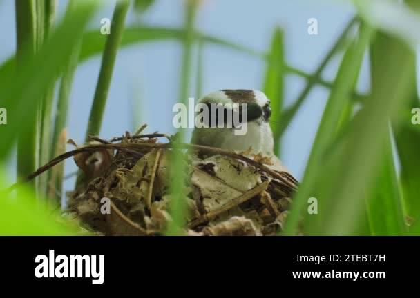 Eastern yellow-vented bulbul incubating eggs sits in nest in green ...