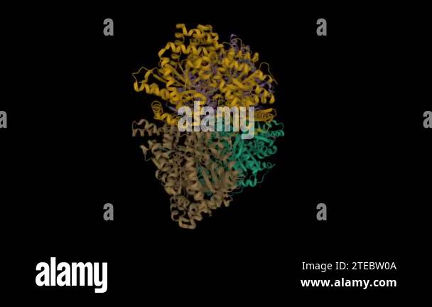 Structure of human brain glycogen phosphorylase. Animated 3D cartoon ...