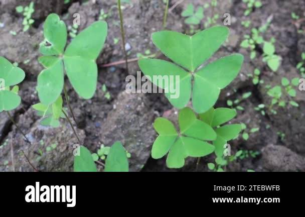 Close up of Oxalis latifolia is a species of flowering plant in the ...