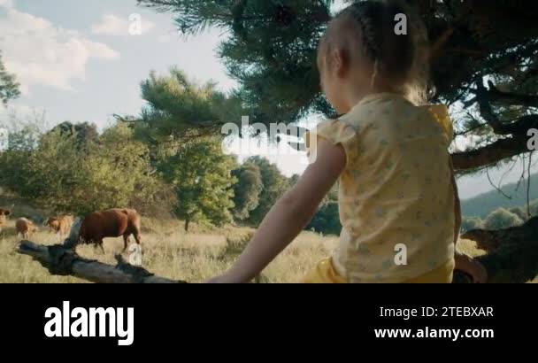 Cute child girl sit on the tree and watching the grazing cows on ...