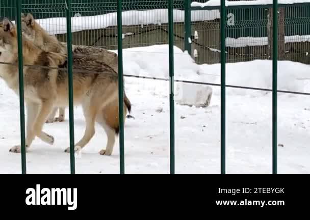 Grey wolf flag Stock Videos & Footage - HD and 4K Video Clips - Alamy