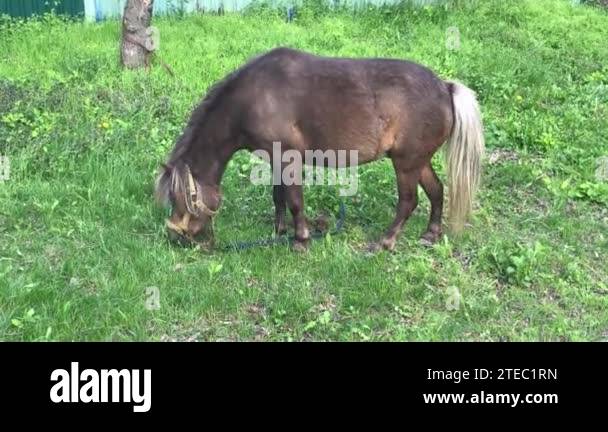 Pony and cattle Stock Videos & Footage - HD and 4K Video Clips - Alamy