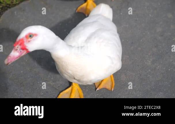 Begging in animals Stock Videos & Footage - HD and 4K Video Clips - Alamy