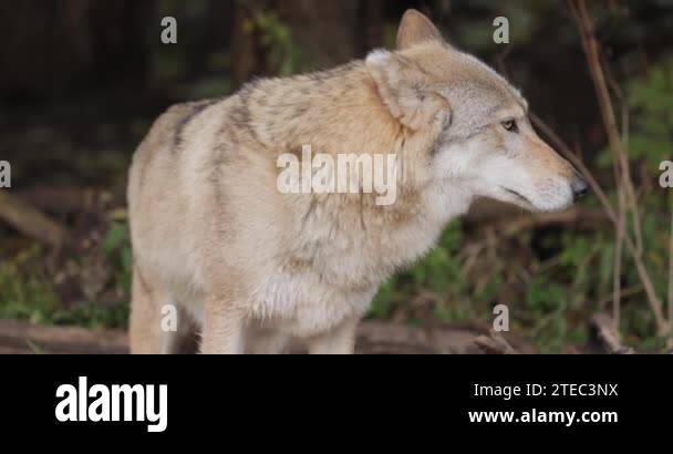 Wolf (Canis lupus), also known as the gray wolf is the largest extant ...