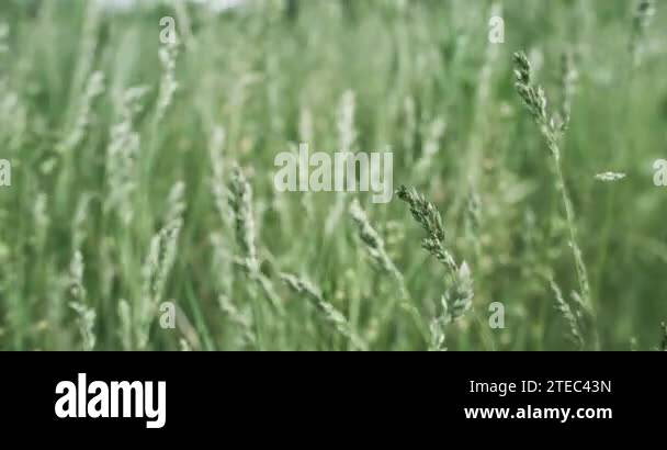 Background blur golden grass Stock Videos & Footage - HD and 4K Video Clips - Alamy