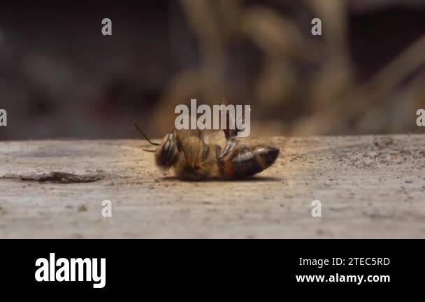 The death of the honey bees Stock Videos & Footage - HD and 4K Video ...