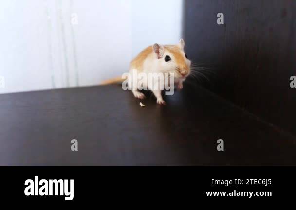 Pet gerbil mouse Stock Videos & Footage - HD and 4K Video Clips - Alamy