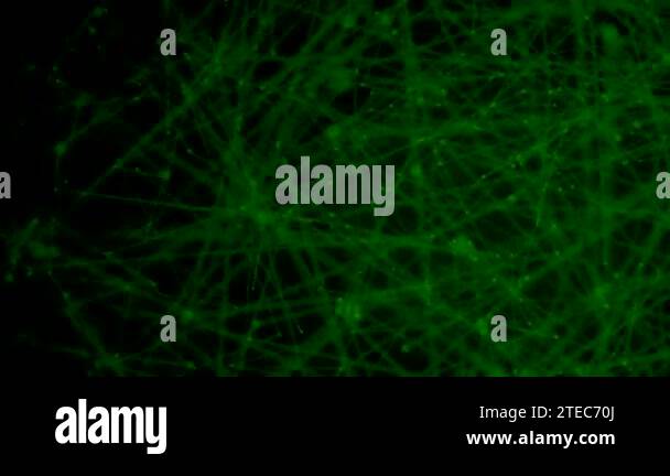 Digital Network Abstract Background Seamless Loop 4K. This abstract hi ... Digital Network Abstract Background Seamless Loop 4K. This abstract hi ...