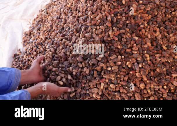 Pile of dried Moroccan dates, traditional souk, market of dates in ...