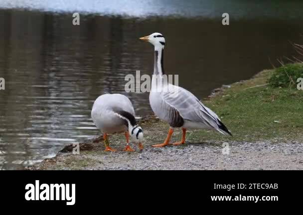 The bar-headed goose, Anser indicus is a goose that breeds in Central ...