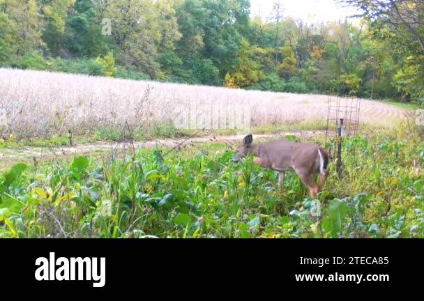 Whitetail Deer walking thru a food plot near a soybean field in early ...