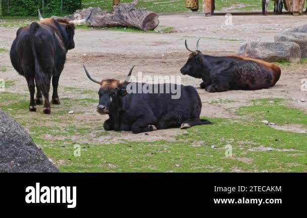 Heck cattle, Bos primigenius taurus, claimed to resemble the extinct ...