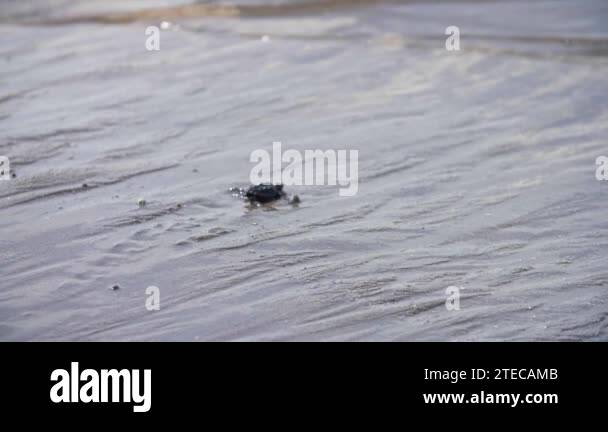 Newborn baby turtle reaching the sea water wave for the first time ...